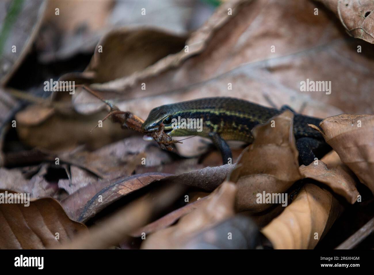 The bronze grass skink, bronze mabuya or speckled forest skink ...