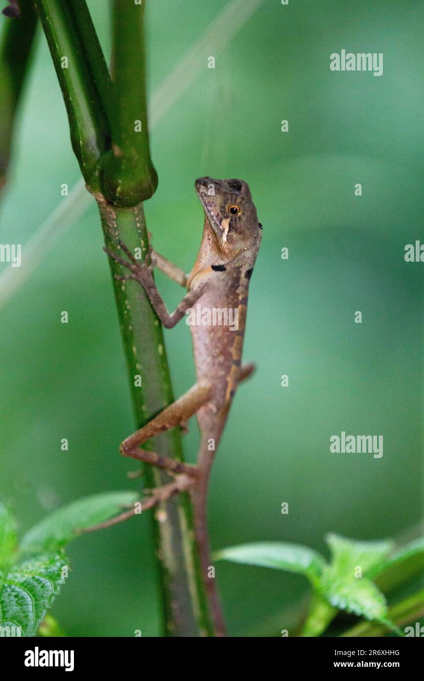 Otocryptis wiegmanni, commonly called Sri Lankan kangaroo lizard, is a ...