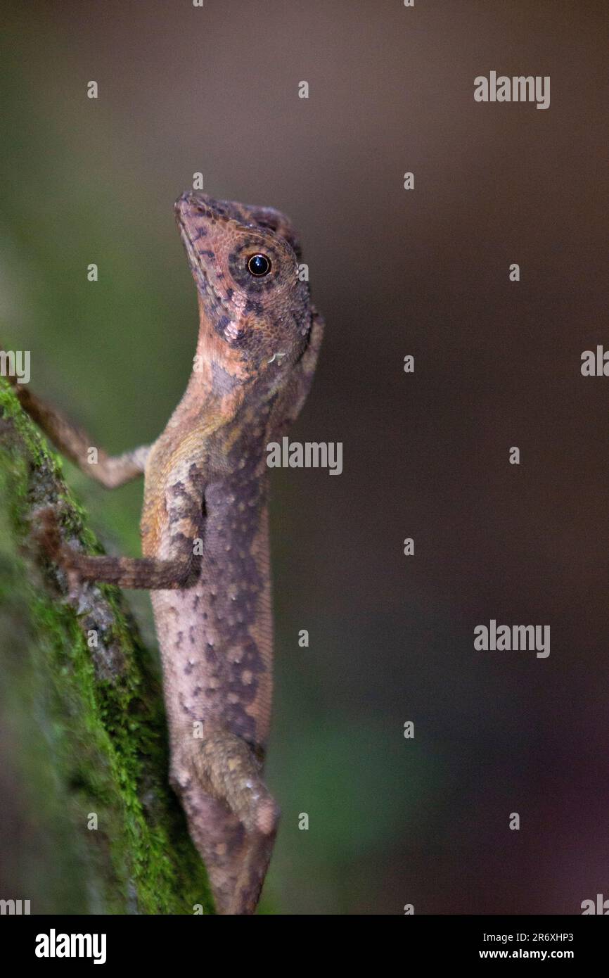 Otocryptis wiegmanni, commonly called Sri Lankan kangaroo lizard, is a ...
