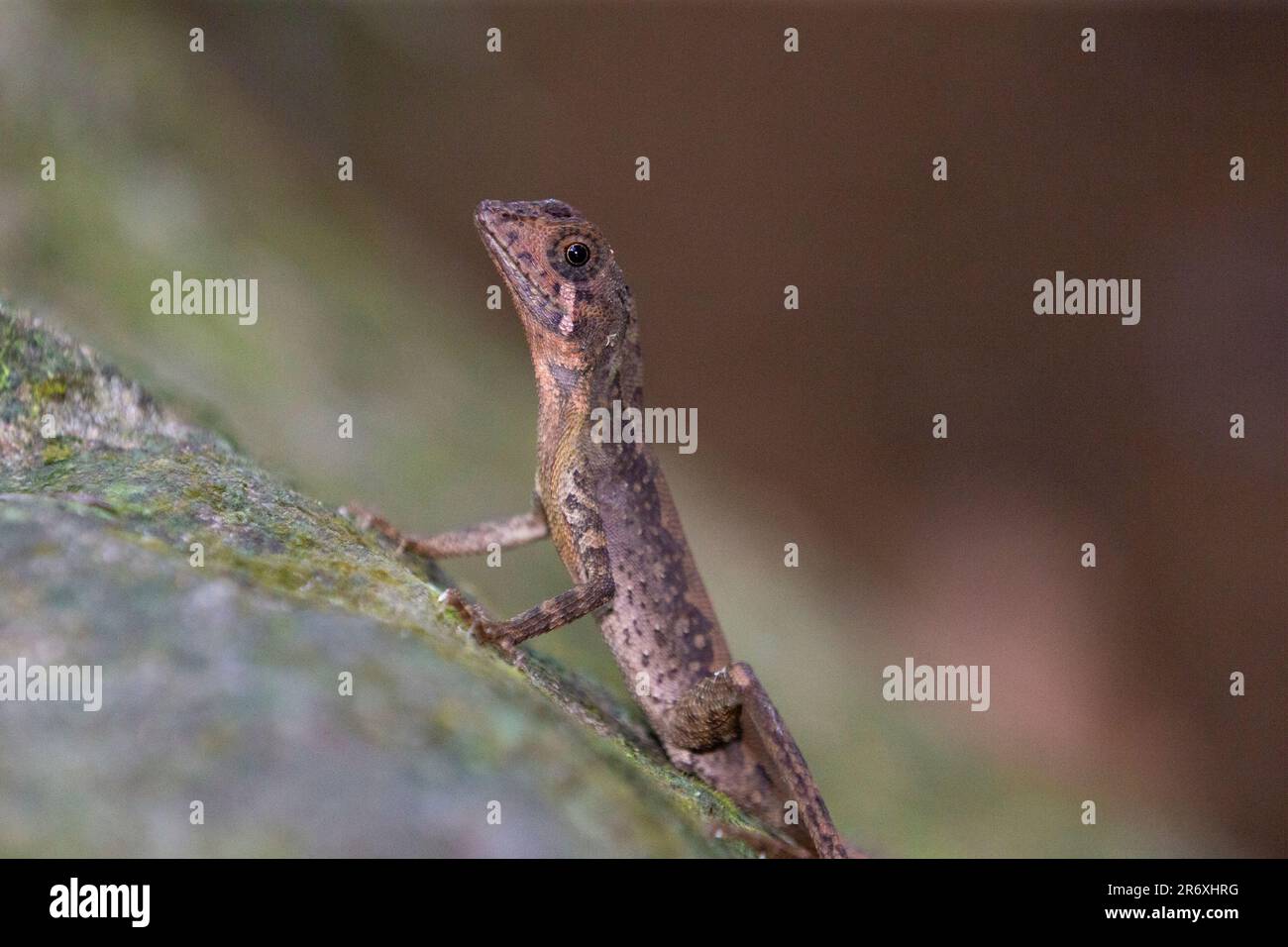 Otocryptis wiegmanni, commonly called Sri Lankan kangaroo lizard, is a ...