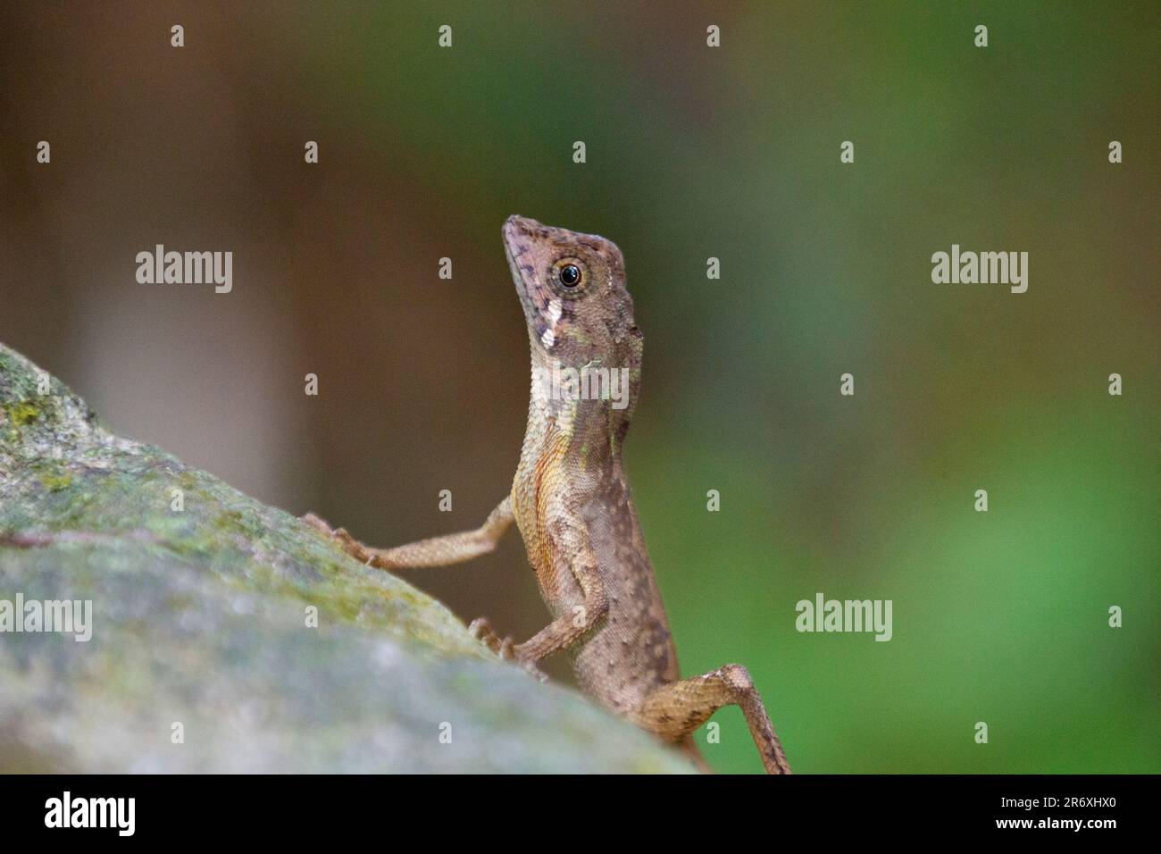 Otocryptis wiegmanni, commonly called Sri Lankan kangaroo lizard, is a ...