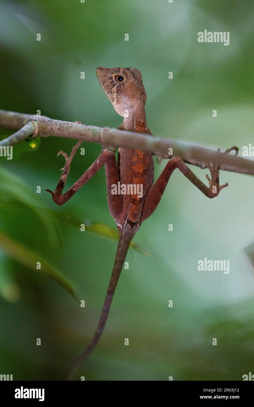 Otocryptis wiegmanni, commonly called Sri Lankan kangaroo lizard, is a ...
