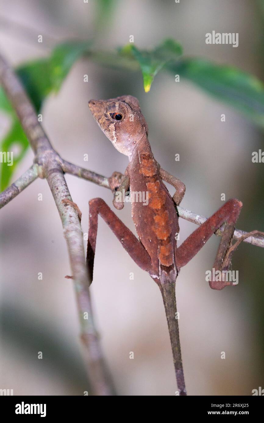Otocryptis wiegmanni, commonly called Sri Lankan kangaroo lizard, is a ...