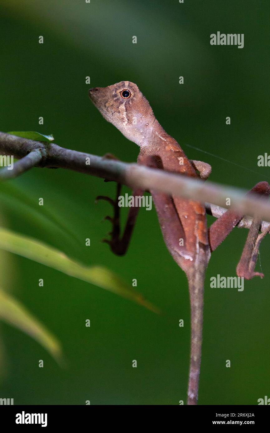 Otocryptis wiegmanni, commonly called Sri Lankan kangaroo lizard, is a ...
