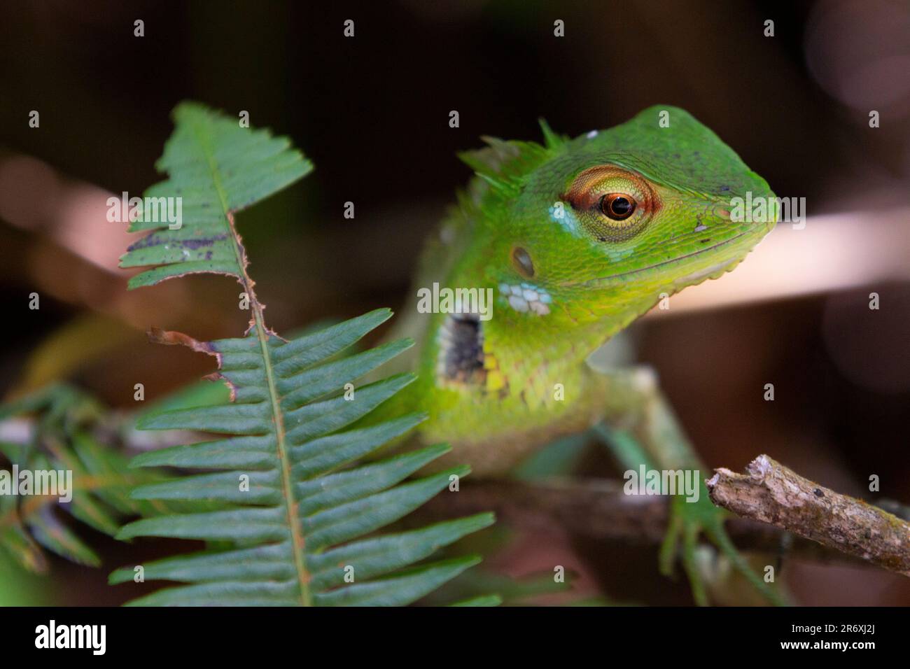 Common green forest lizard (Calotes calotes), Kottawa Rain Forest ...