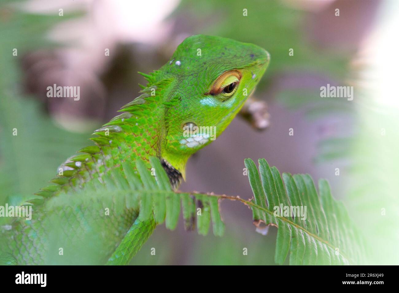 Common green forest lizard (Calotes calotes), Kottawa Rain Forest ...