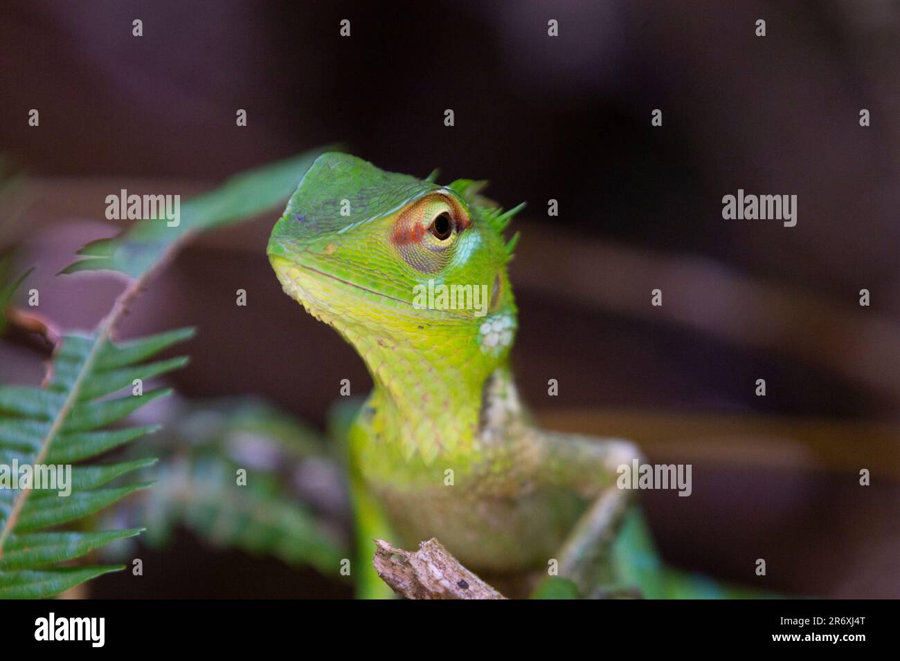 Common green forest lizard (Calotes calotes), Kottawa Rain Forest ...