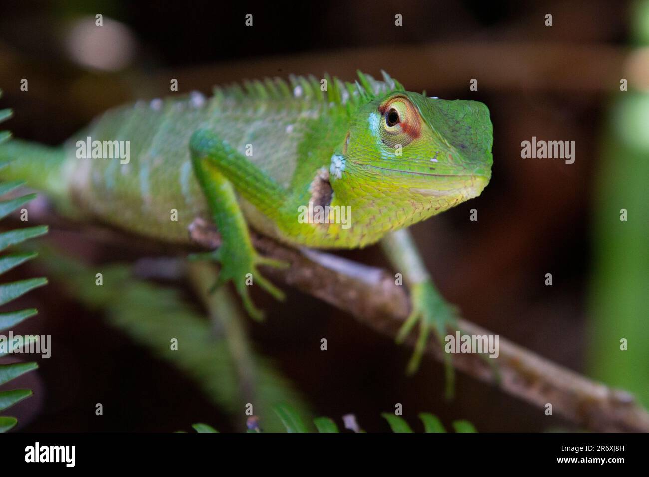 Common green forest lizard (Calotes calotes), Kottawa Rain Forest ...