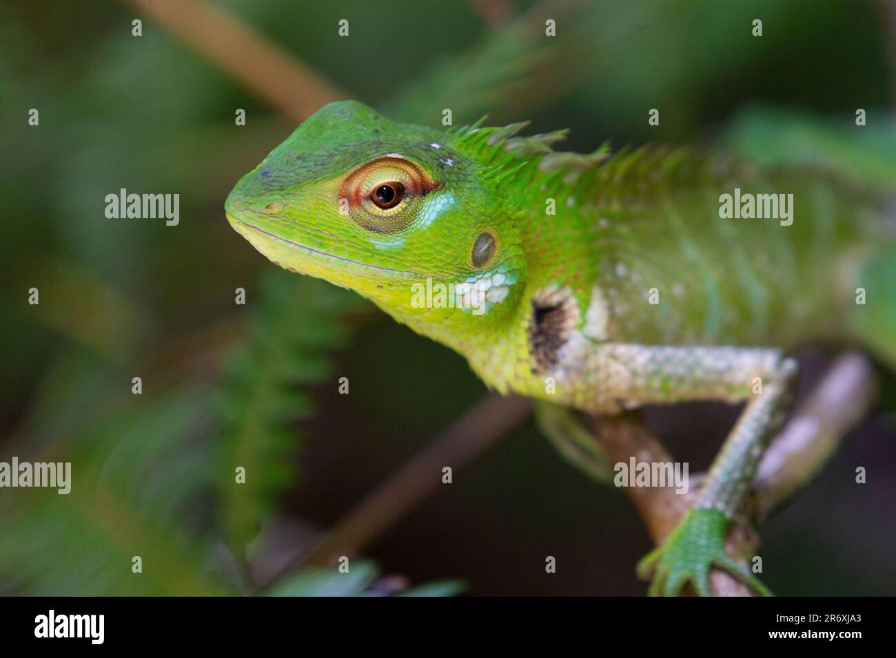 Common green forest lizard (Calotes calotes), Kottawa Rain Forest ...