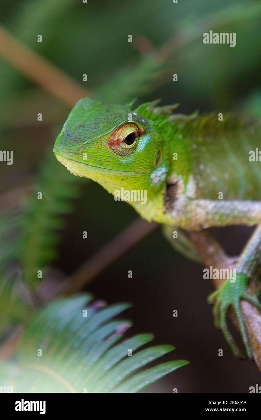 Common green forest lizard (Calotes calotes), Kottawa Rain Forest ...