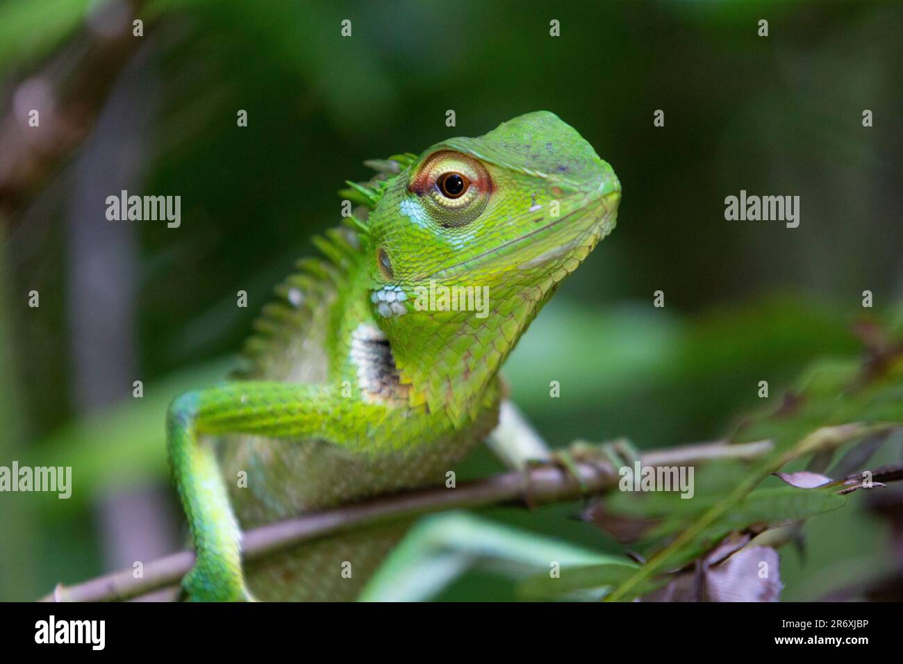Common green forest lizard (Calotes calotes), Kottawa Rain Forest ...