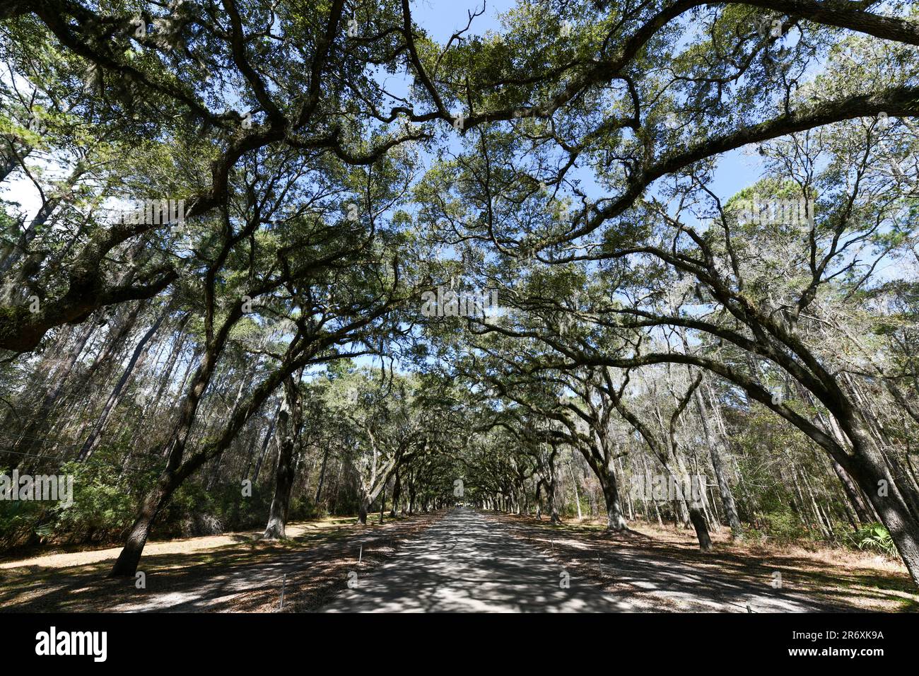 Spanish moss along the oak tree lined road at historic Wormsloe ...