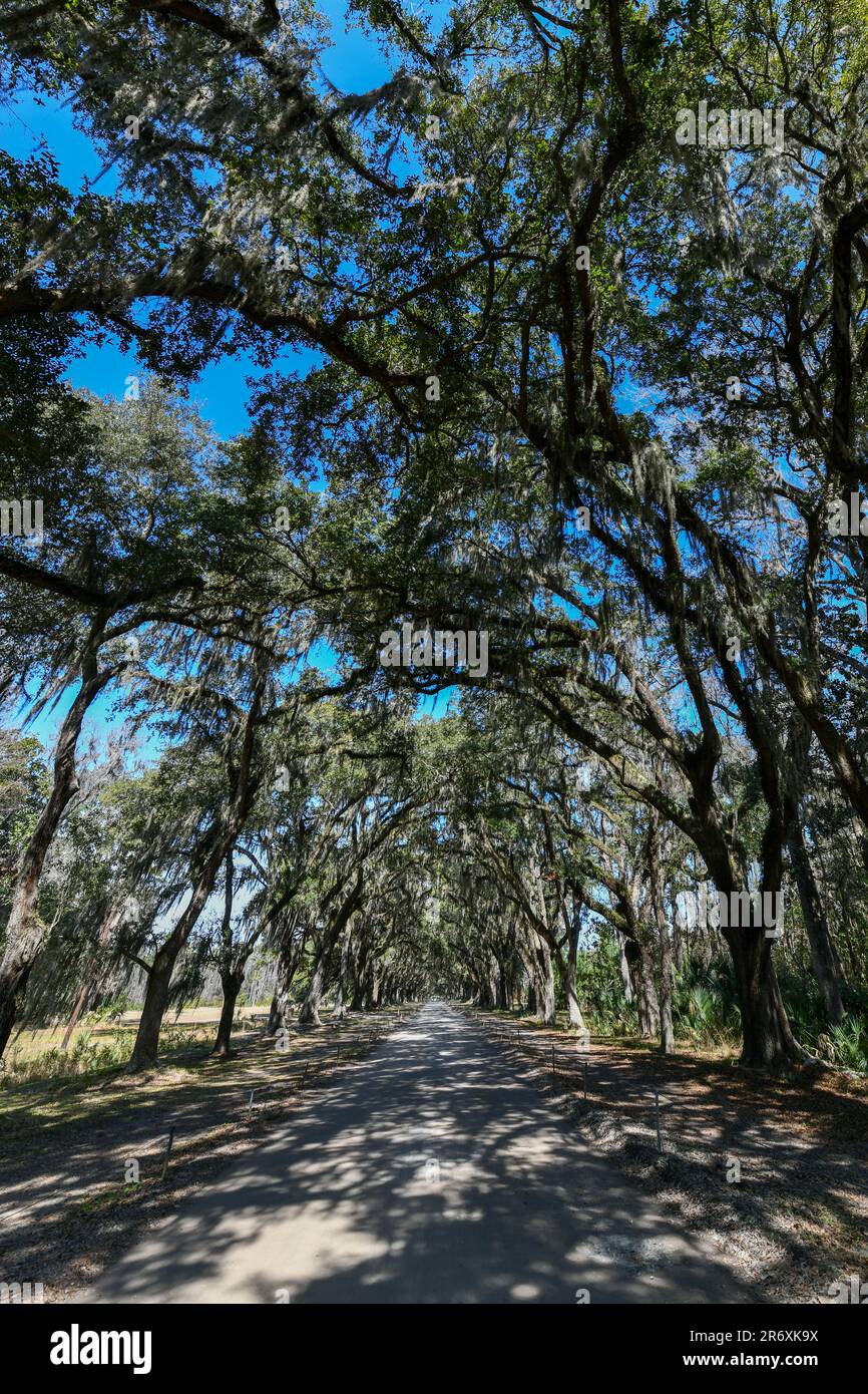 Spanish moss along the oak tree lined road at historic Wormsloe ...