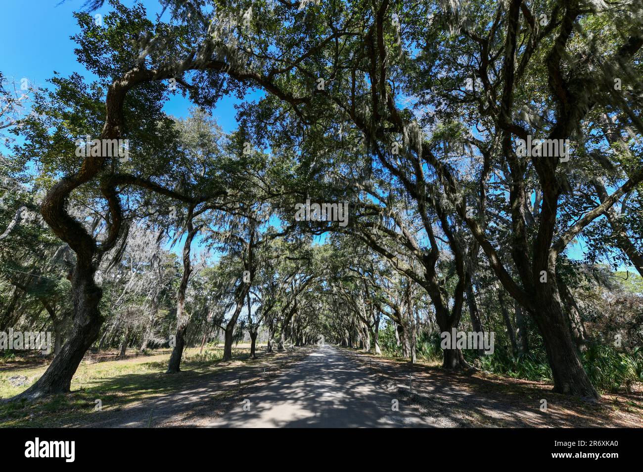 Spanish moss along the oak tree lined road at historic Wormsloe ...