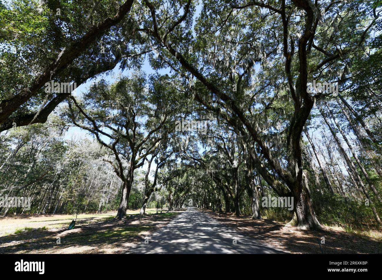 Spanish moss along the oak tree lined road at historic Wormsloe ...