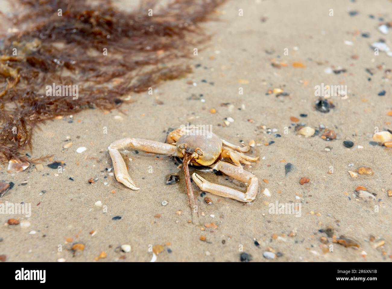Dead sand crab on the shore Stock Photo - Alamy