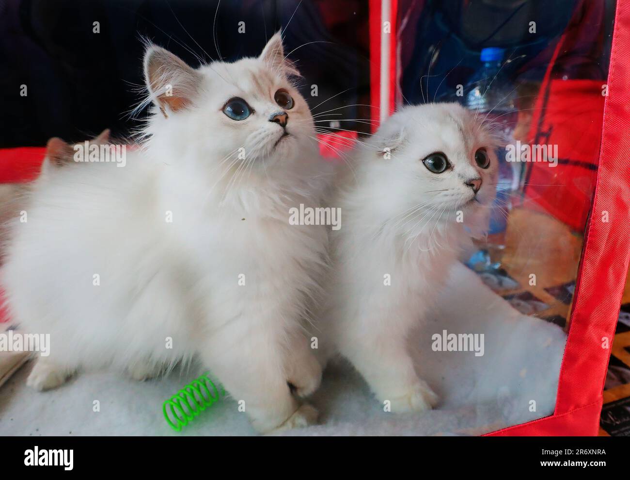 Minsk, Belarus. 11th June, 2023. Cats are pictured at an international ...