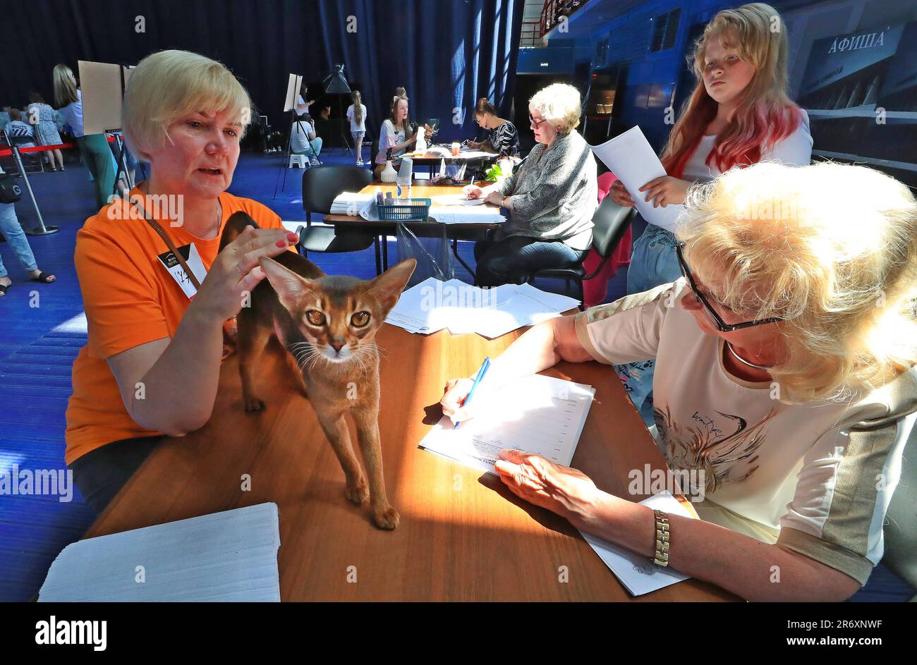 Minsk, Belarus. 11th June, 2023. A cat is pictured at an international ...