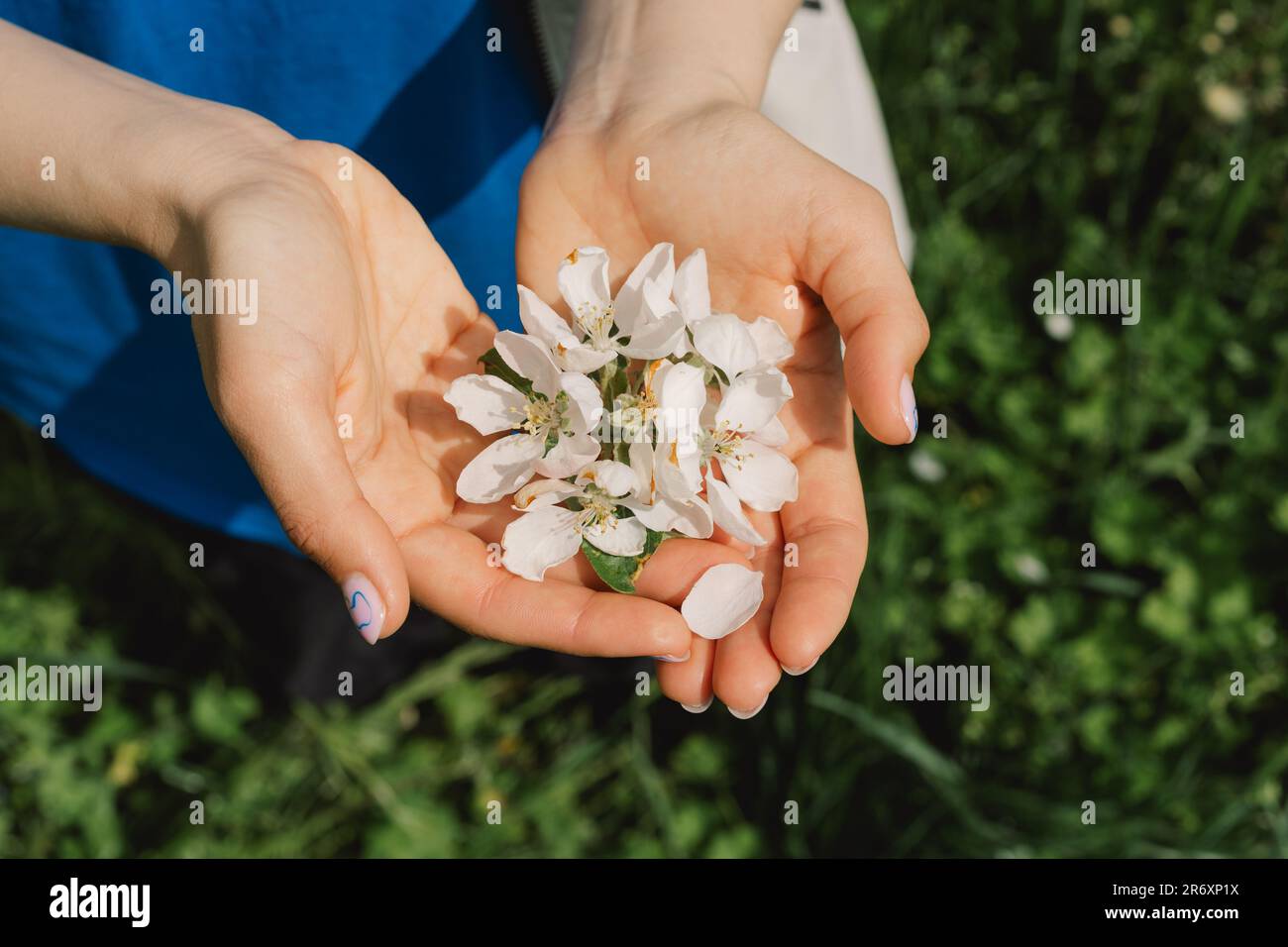 Woman holding spring flowers in her hands. Spring flowers Stock Photo ...
