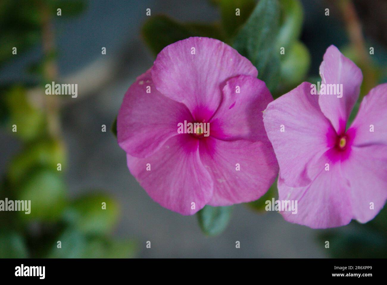Blooms and growth hi-res stock photography and images - Alamy
