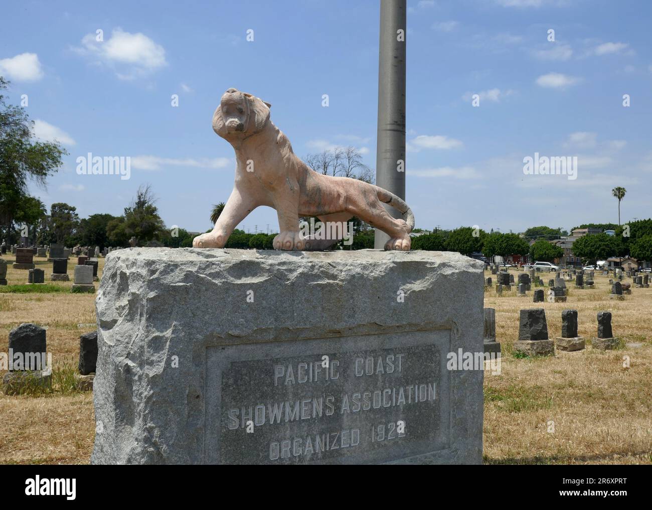 Los Angeles, California, USA 8th June 2023 Tiger on Pacific Coast ...