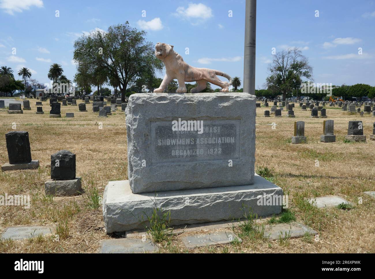 Los Angeles, California, USA 8th June 2023 Tiger on Pacific Coast ...