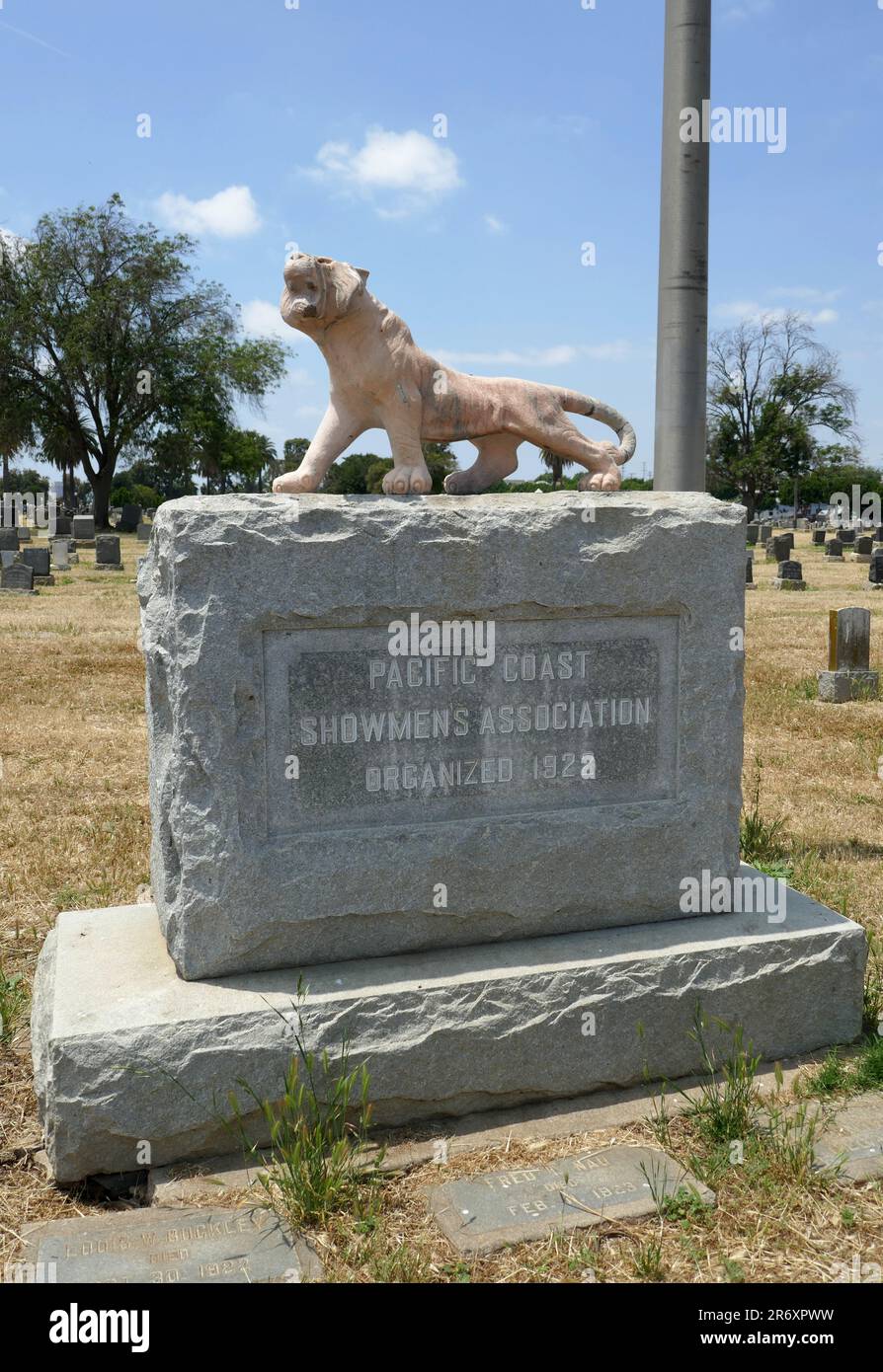 Los Angeles, California, USA 8th June 2023 Tiger on Pacific Coast ...