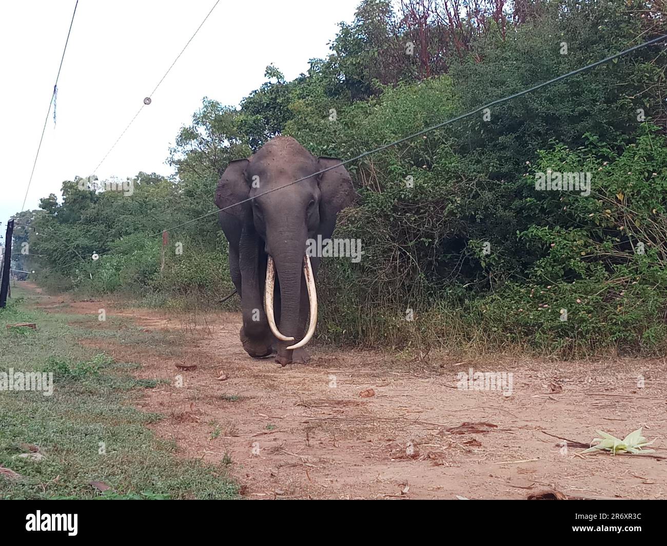 Elephants of Sri Lanka in the Wild, Visit Sri Lanka Stock Photo - Alamy