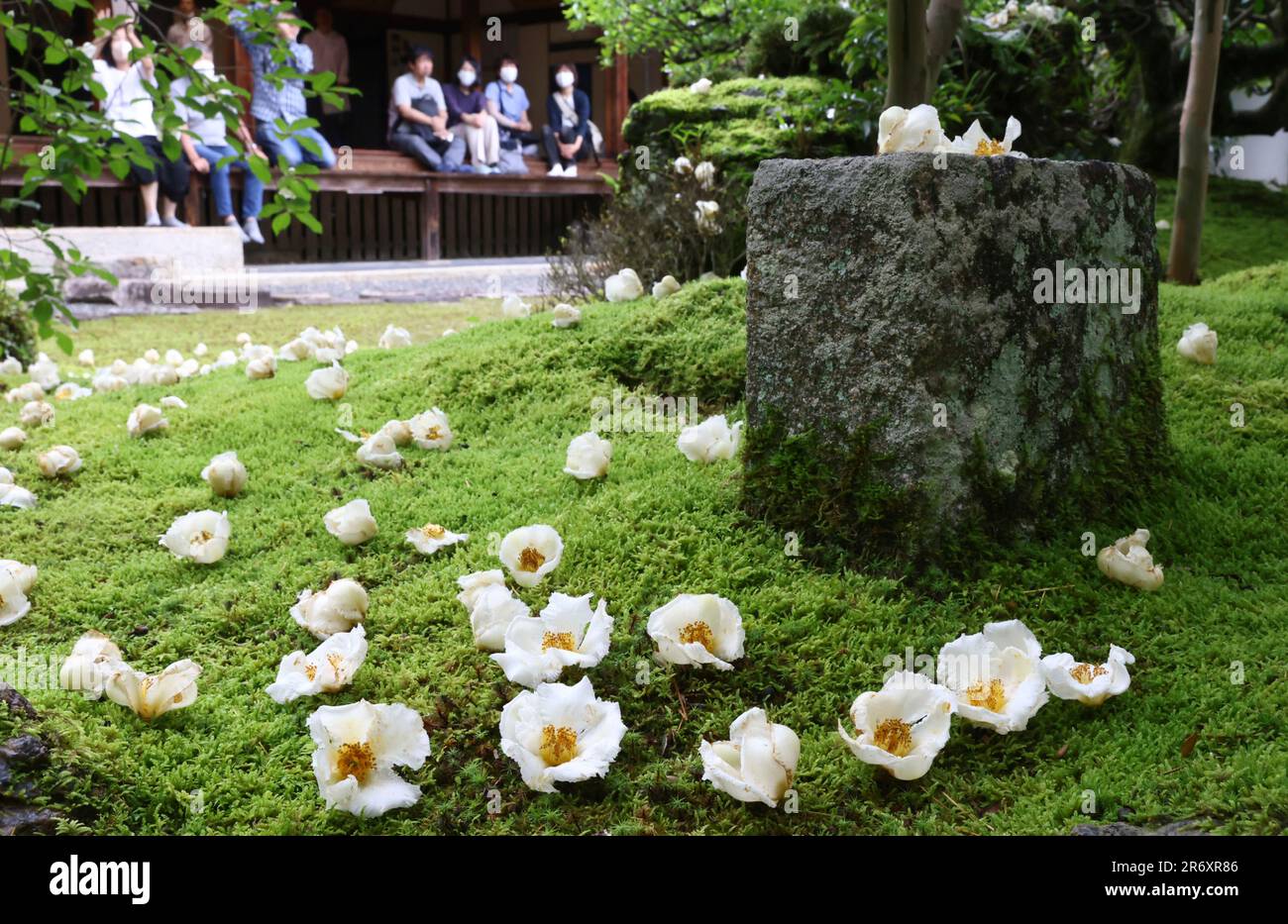 Flowers of Stewartia pseudocamellia (Korean stewartia / Japanese ...