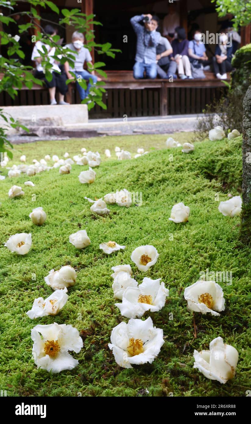 Flowers of Stewartia pseudocamellia (Korean stewartia / Japanese ...