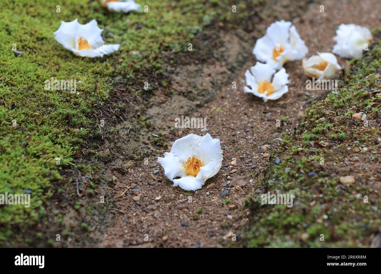 Flowers of Stewartia pseudocamellia (Korean stewartia / Japanese ...