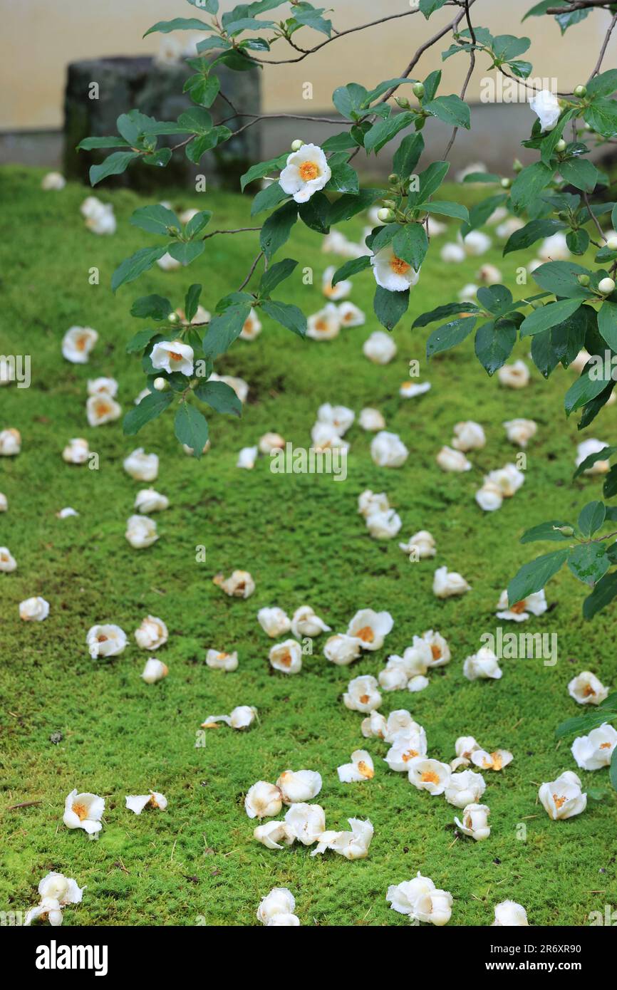 Flowers of Stewartia pseudocamellia (Korean stewartia / Japanese ...