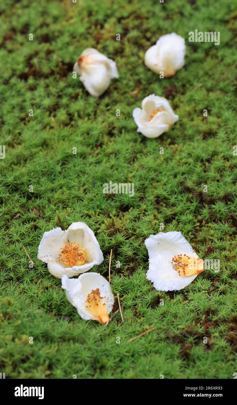 Flowers of Stewartia pseudocamellia (Korean stewartia / Japanese ...