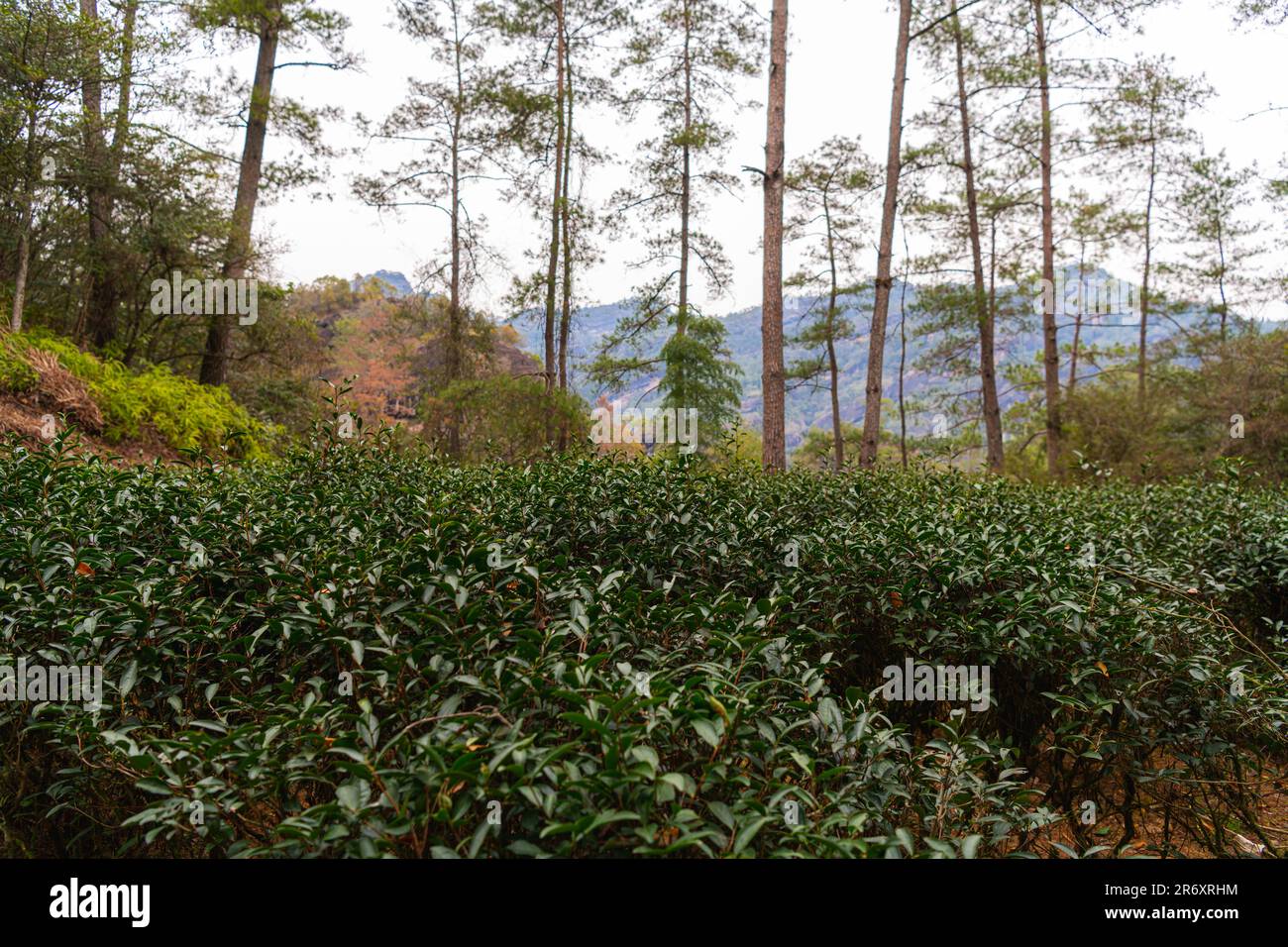 Terraced tea fields within the dahongpao cha, big red robe tea, area of ...