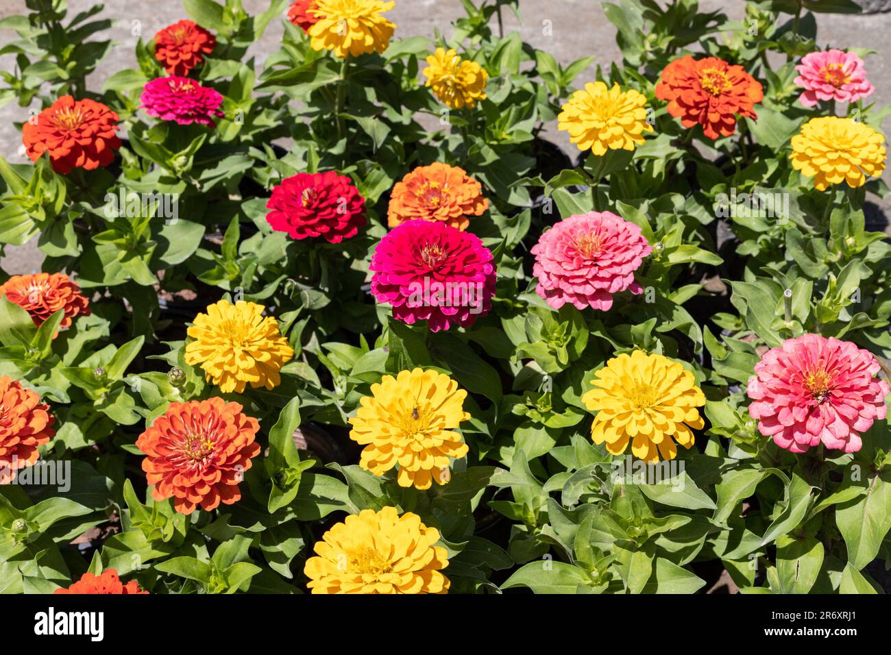 Queen zinnia flower hi-res stock photography and images - Alamy