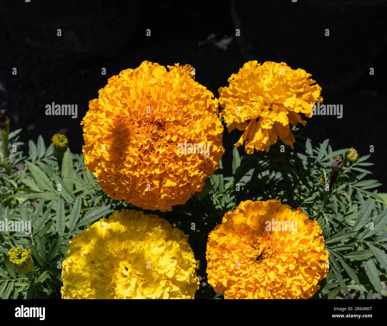 Yellow marigold flowers in the garden Stock Photo - Alamy