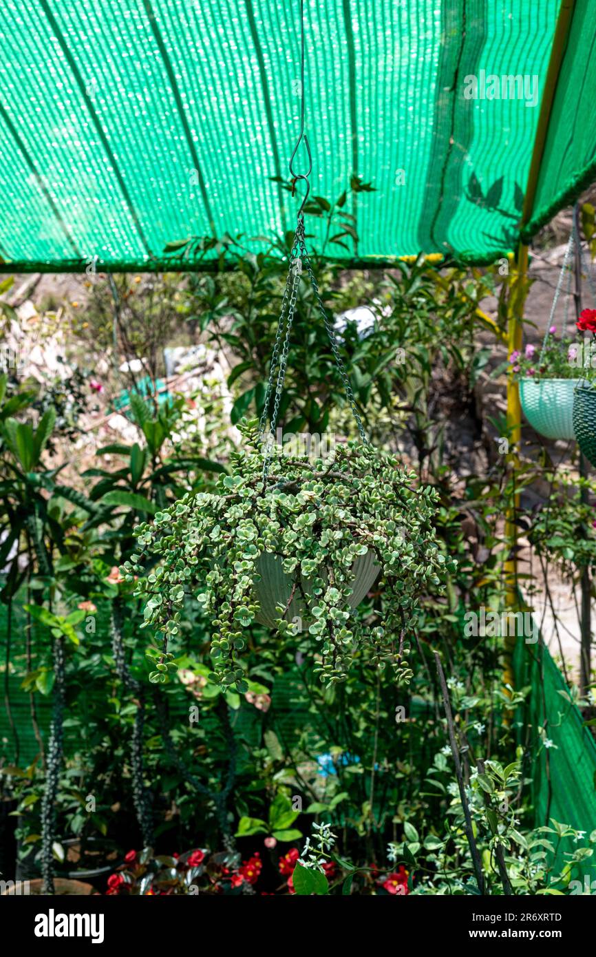 Rainbow bush portulacaria afra variegated in a hanging basket closeup ...