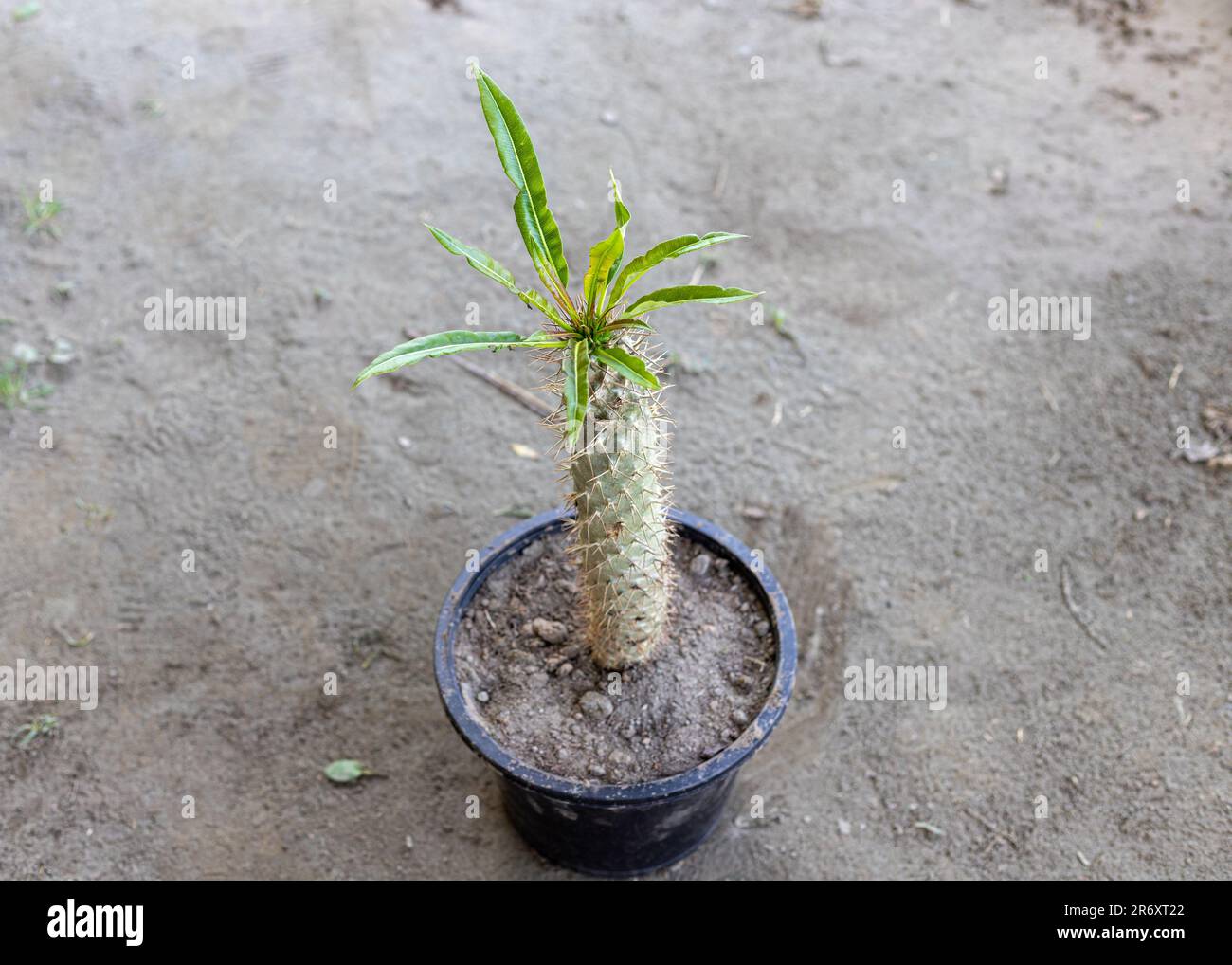 Madagascar pachypodium lamerei palm tree in a plastic pot Stock Photo ...