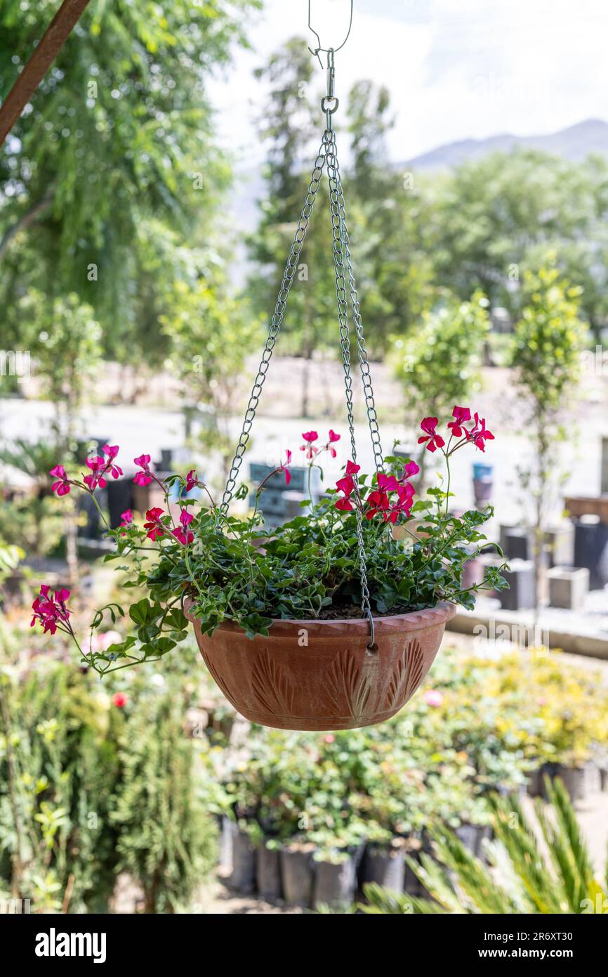 Pelargonium in basket hi-res stock photography and images - Alamy