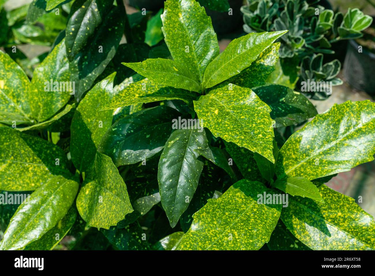 Gold dust shrub hi-res stock photography and images - Alamy