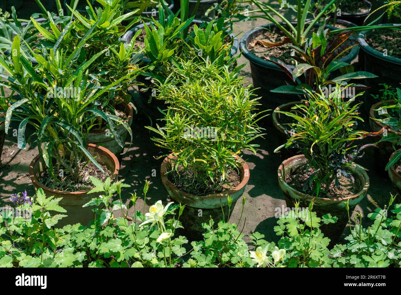 Beautiful crotons mammy plants in pot in plant nursery Stock Photo - Alamy