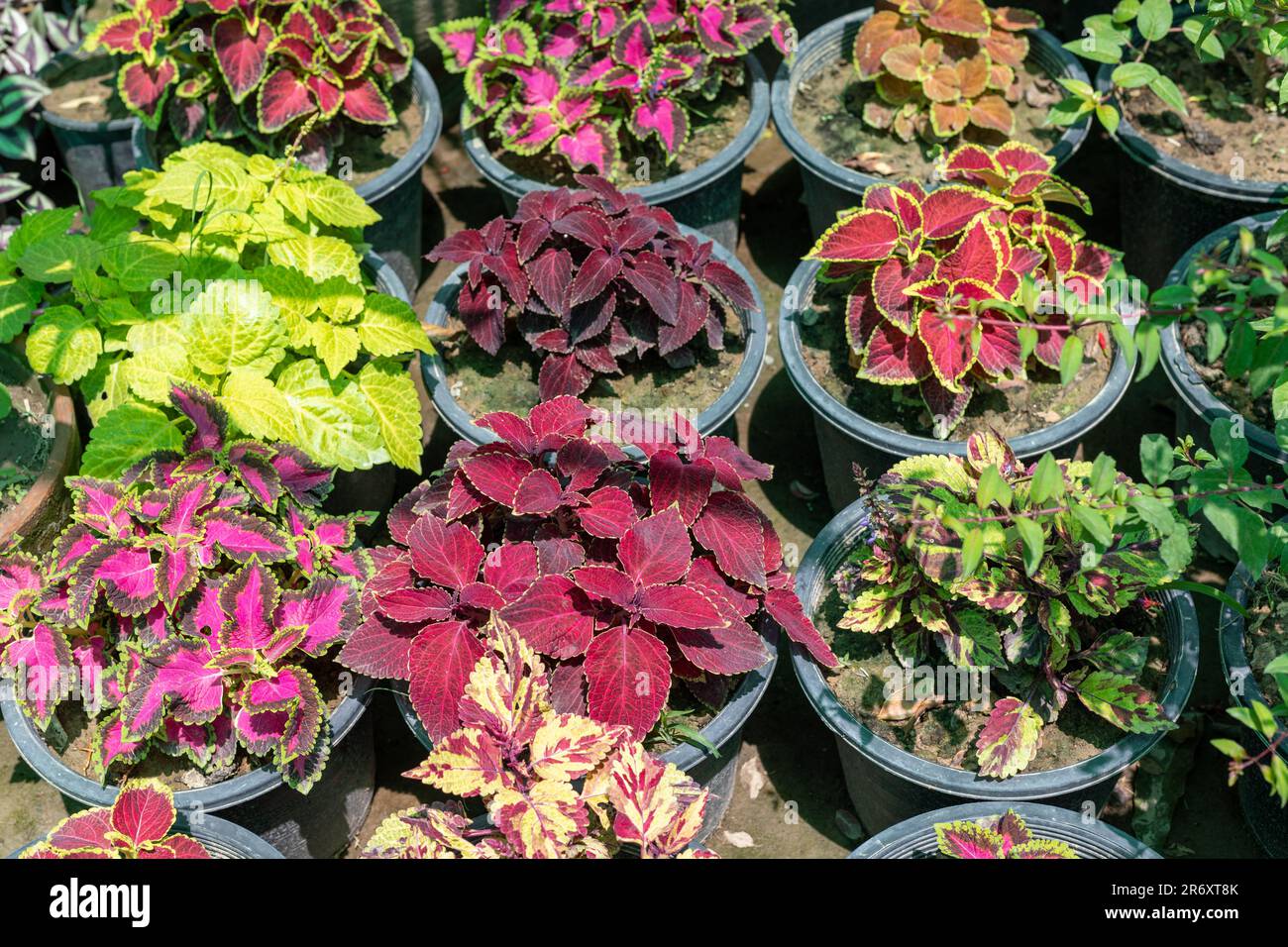 Potted coleus plants hi-res stock photography and images - Alamy