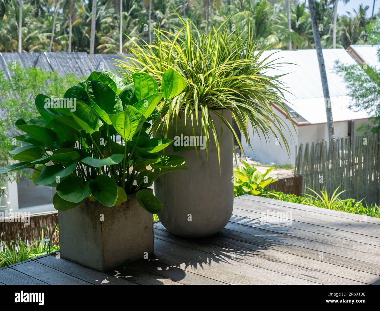 Green leaves in the simple minimal pots decoration on old wooden ...