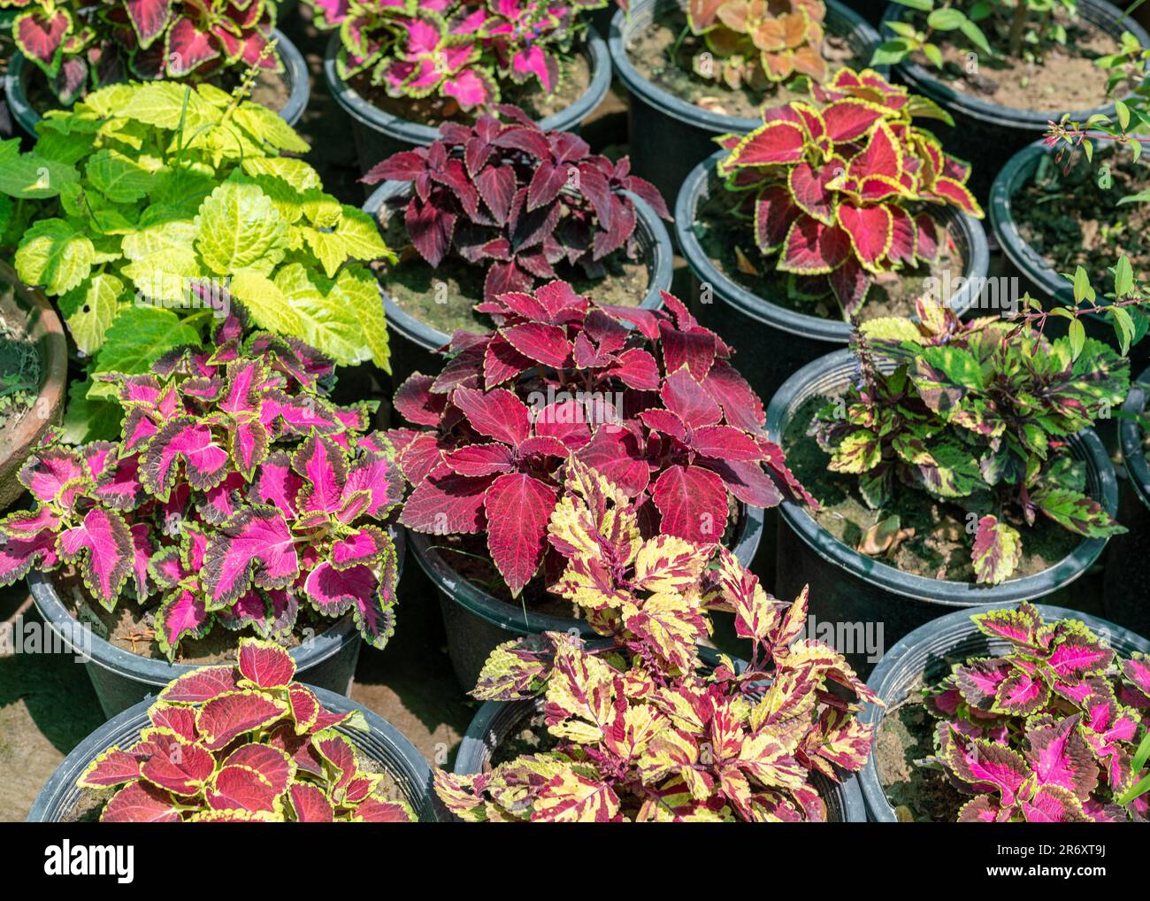 Colorful common Coleus plants in pots Stock Photo - Alamy