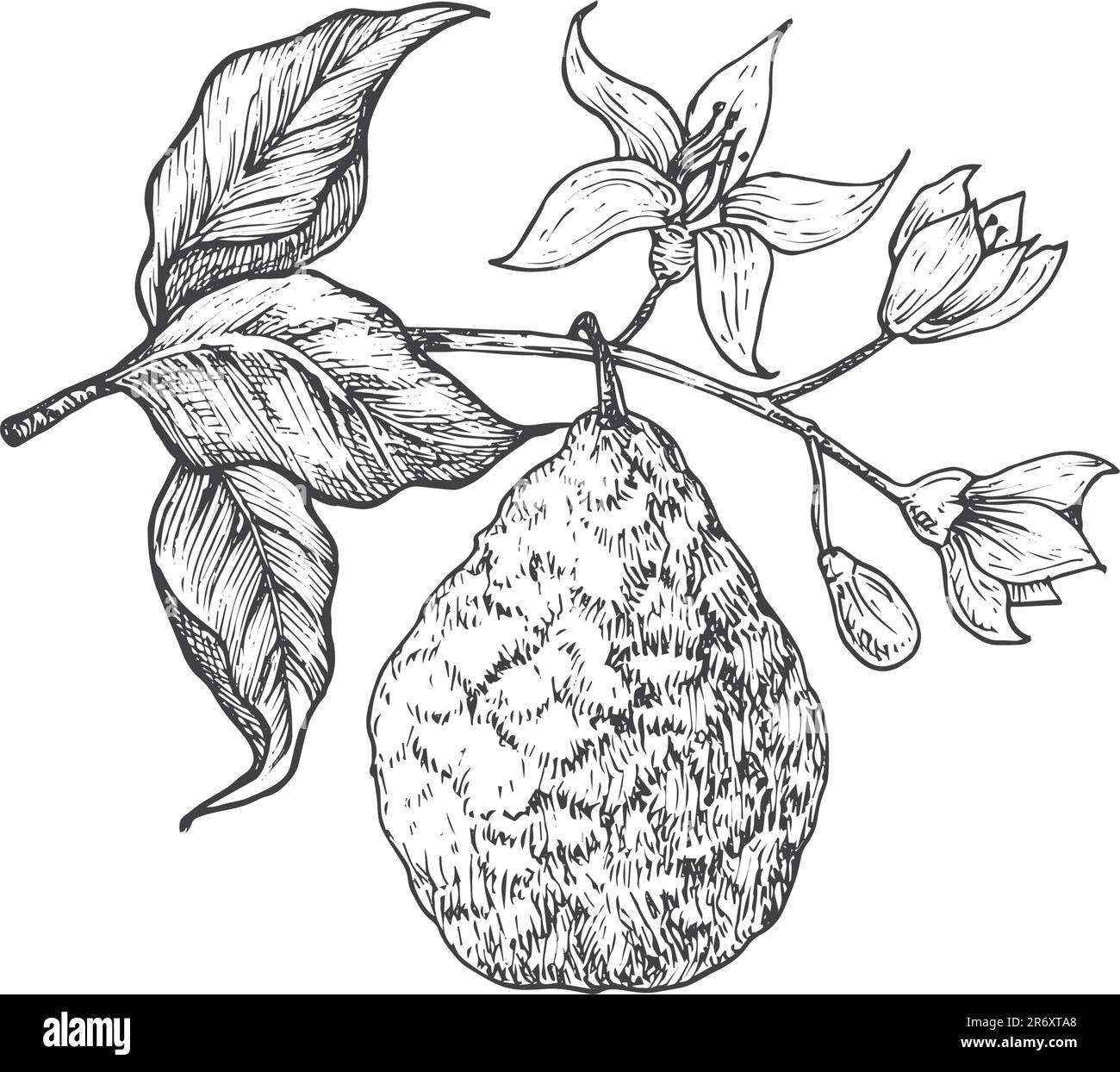 Bergamot Plant Illustration