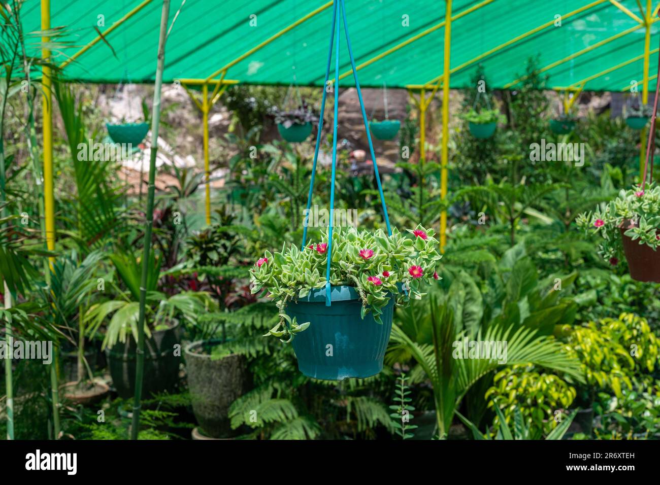 Baby sun rose blooming plant in a hanging pot Stock Photo - Alamy