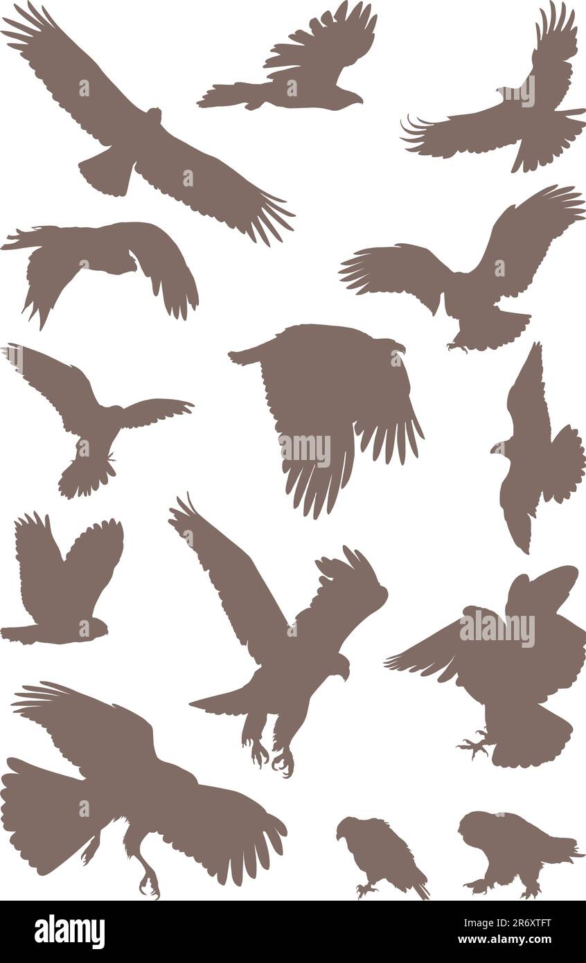 isolated silhouettes of bird predator on the white background Stock ...