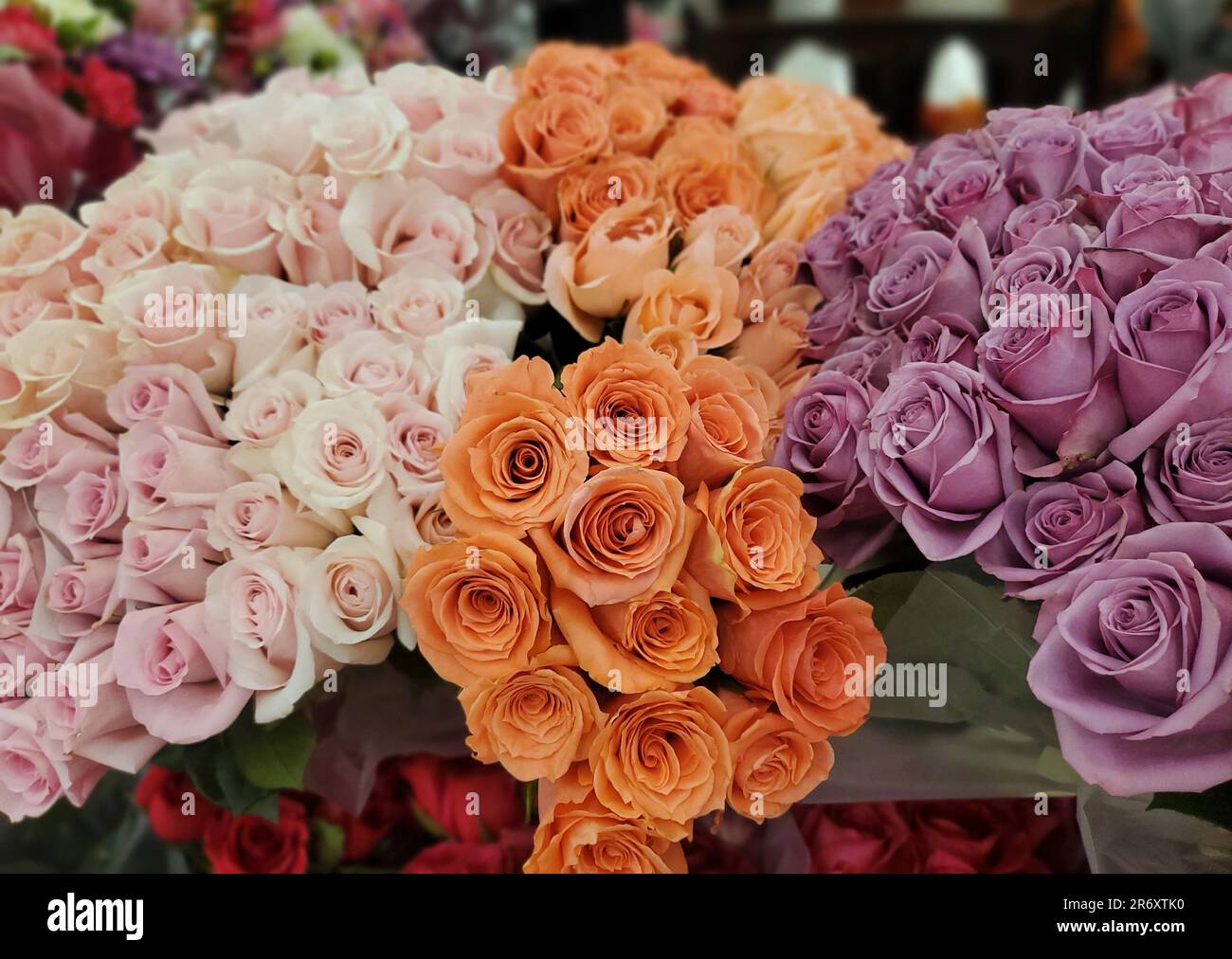 Orange and cream roses hi-res stock photography and images - Alamy
