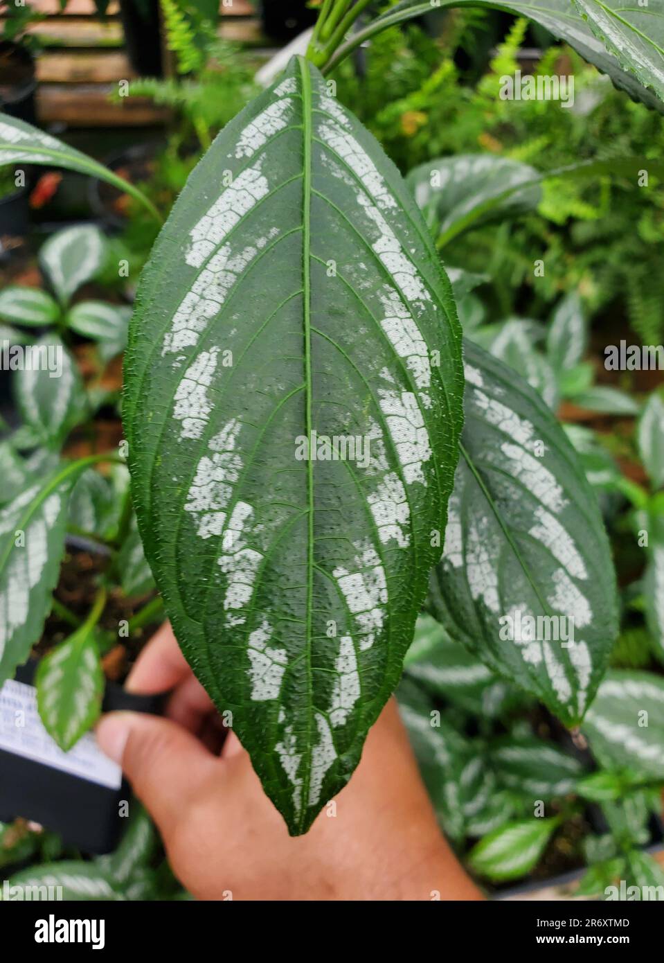 Close up of the green and silver leaf of Strobilanthes Dot Matrix ...