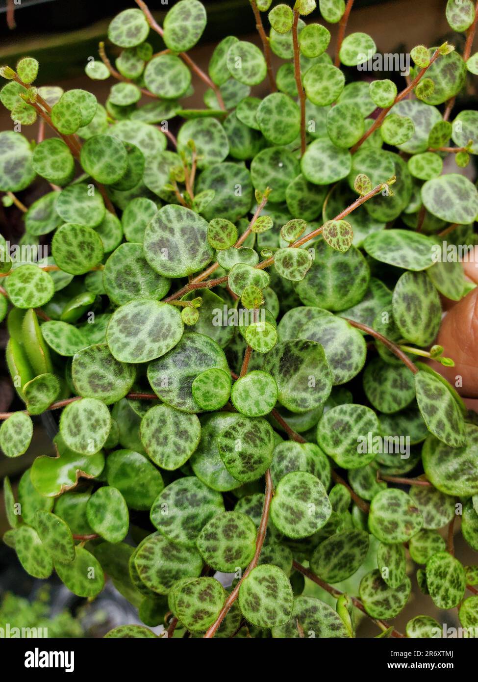Tiny miniature leaves of Prostrate Pepperomia, a popular tropical ...